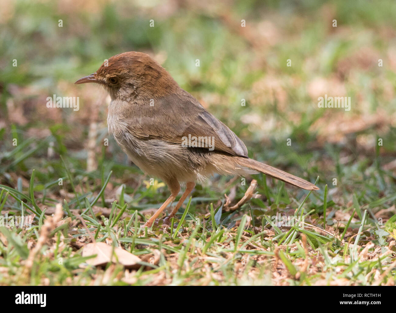 Neddicky (Cisticola fulvicapilla Stock Photo - Alamy