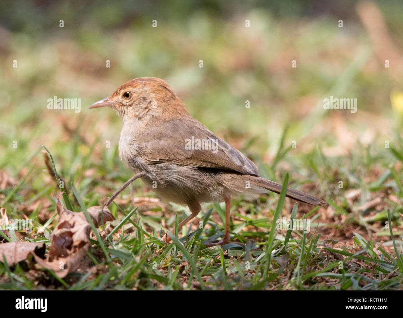 Neddicky (Cisticola fulvicapilla Stock Photo - Alamy