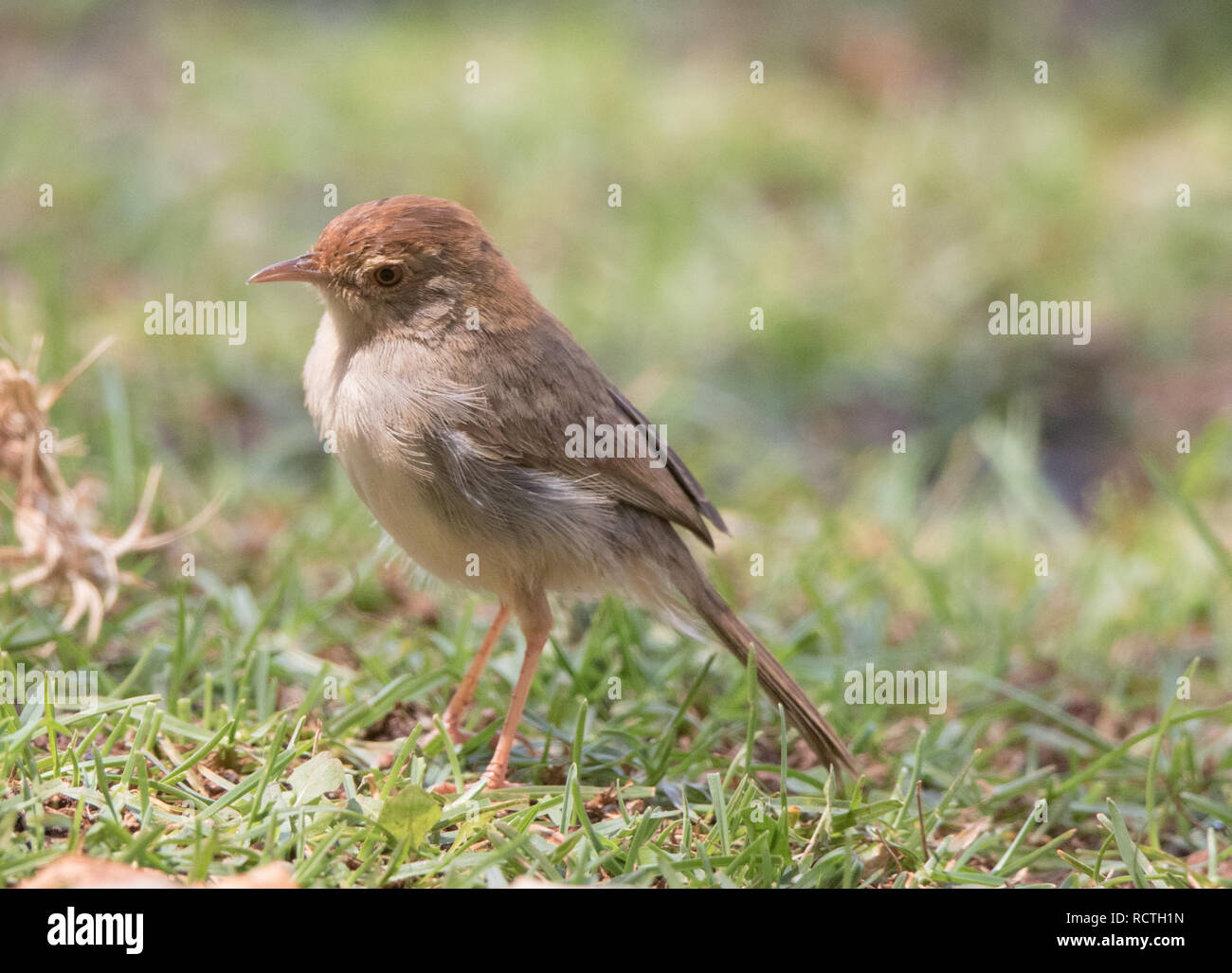 Neddicky (Cisticola fulvicapilla Stock Photo - Alamy