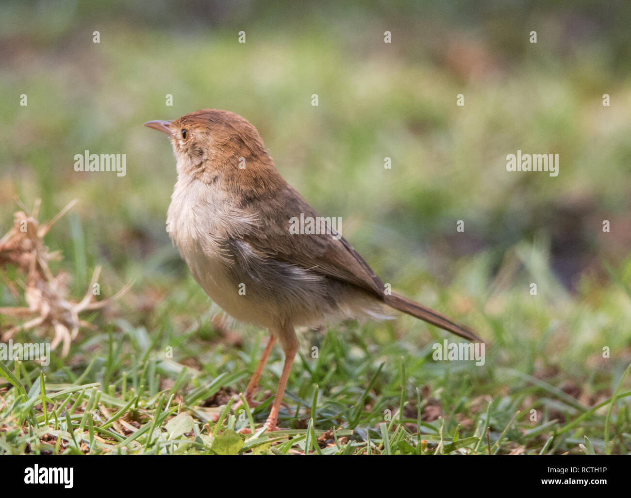 Neddicky (Cisticola fulvicapilla Stock Photo - Alamy