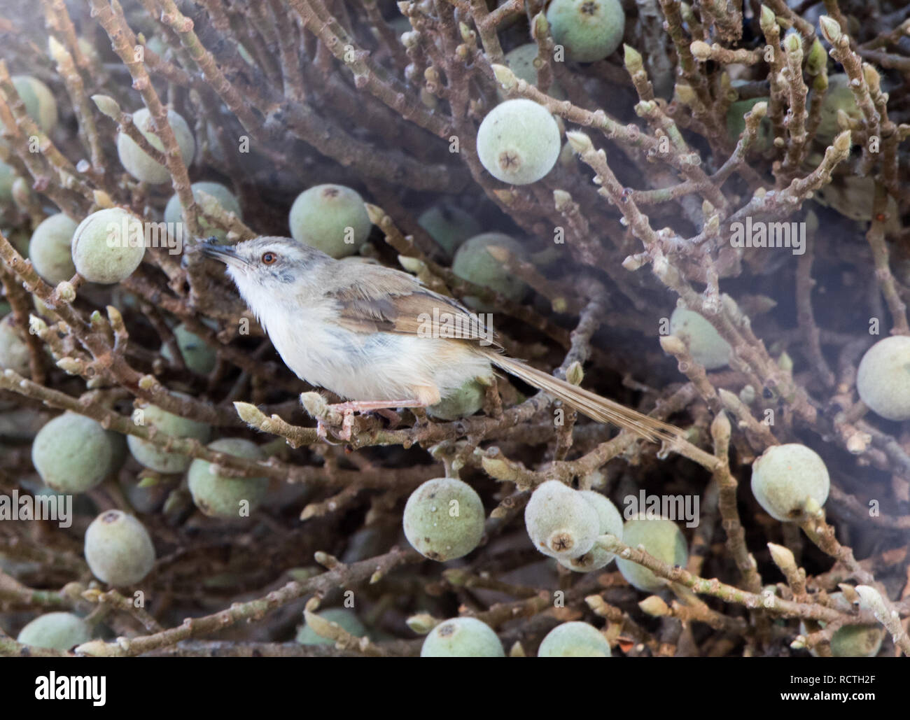 Tawny-flanked Prinia (Prinia subflava Stock Photo - Alamy