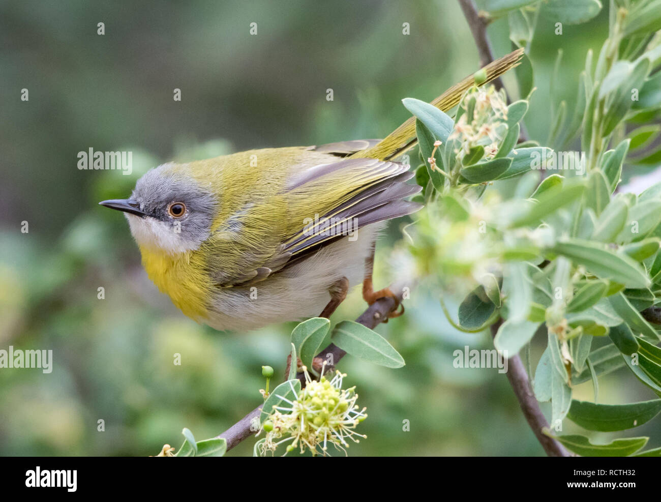 Yellow breasted apalis hi-res stock photography and images - Alamy