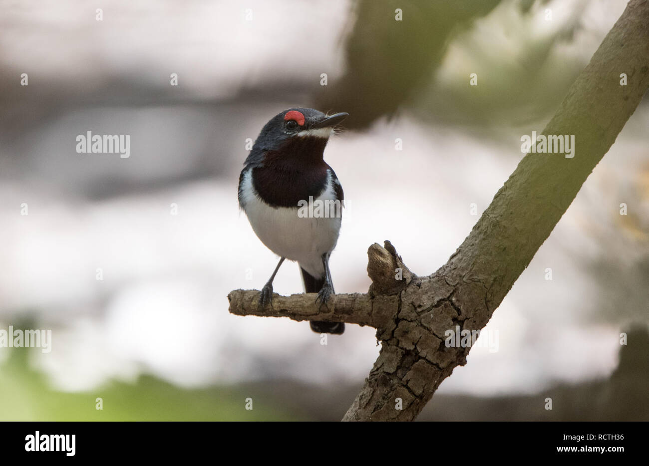 Common Wattle-eye (Platysteira cyanea Stock Photo - Alamy