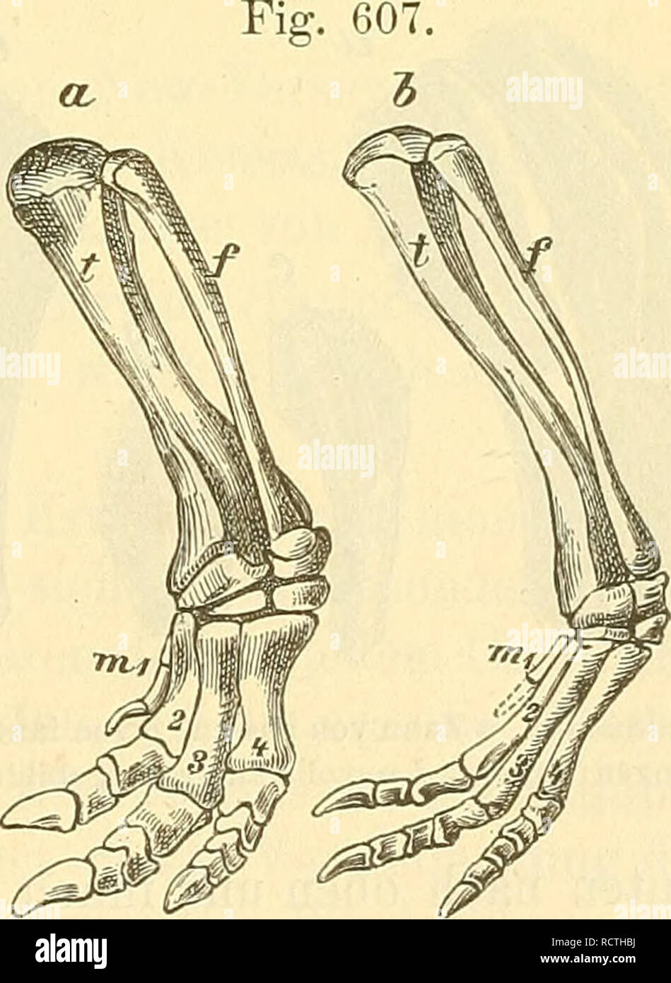 Thecodont hi-res stock photography and images - Alamy