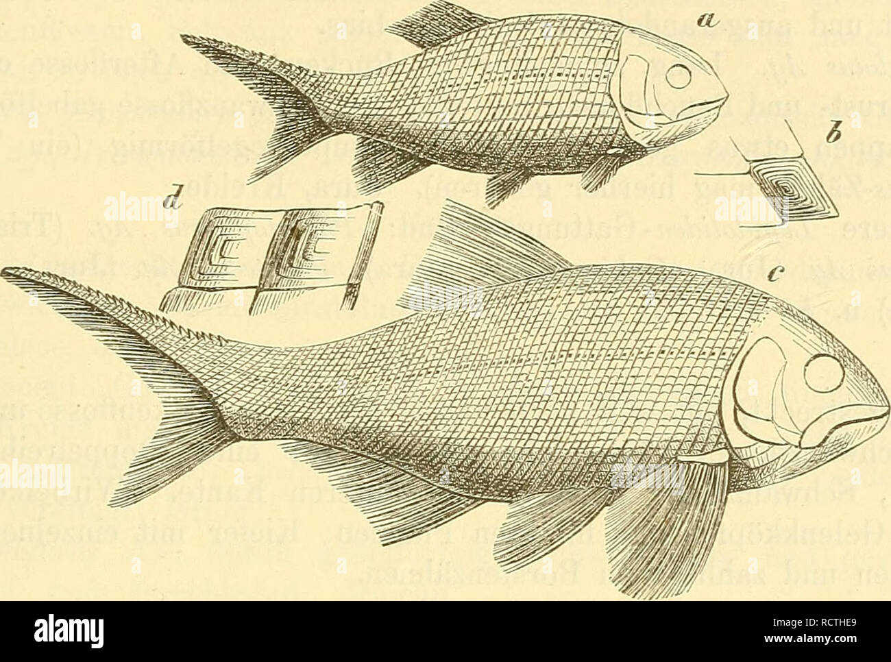 Elonichthys hi-res stock photography and images - Alamy