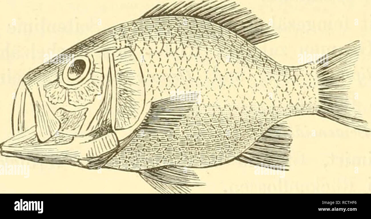 . Elemente der palaeontologie. (Palaeozoologie.). Paleontology. 426 ...