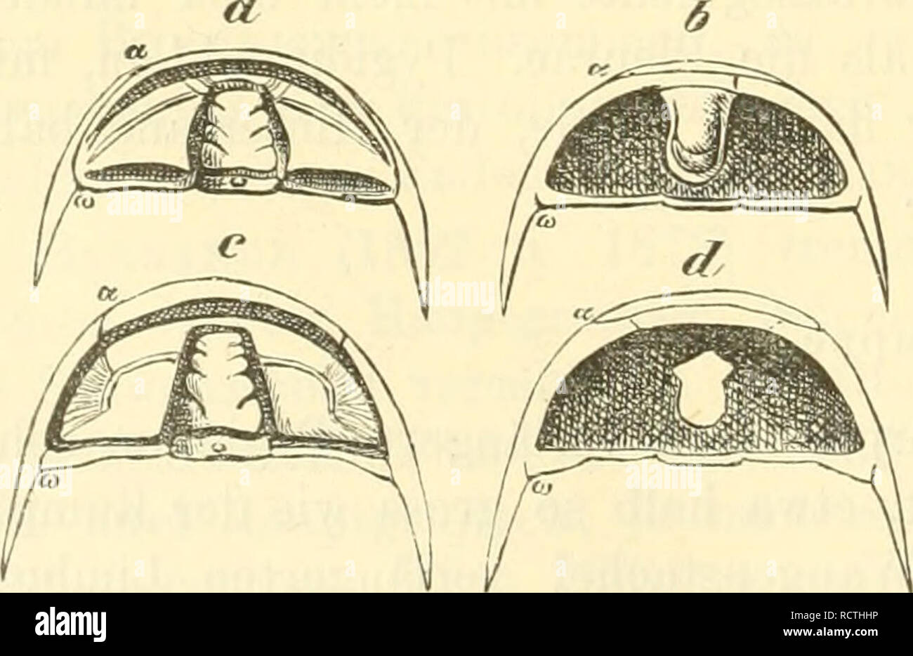 Paradoxides sp hi-res stock photography and images - Alamy