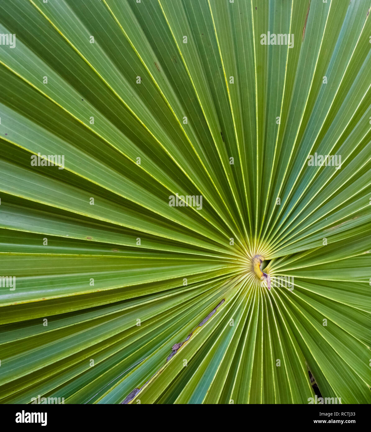 Tropical palm fronds hi-res stock photography and images - Alamy