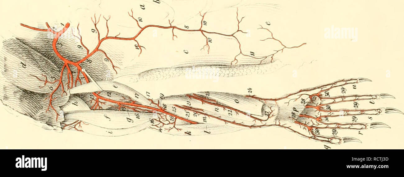 Varanus griseus hi-res stock photography and images - Alamy