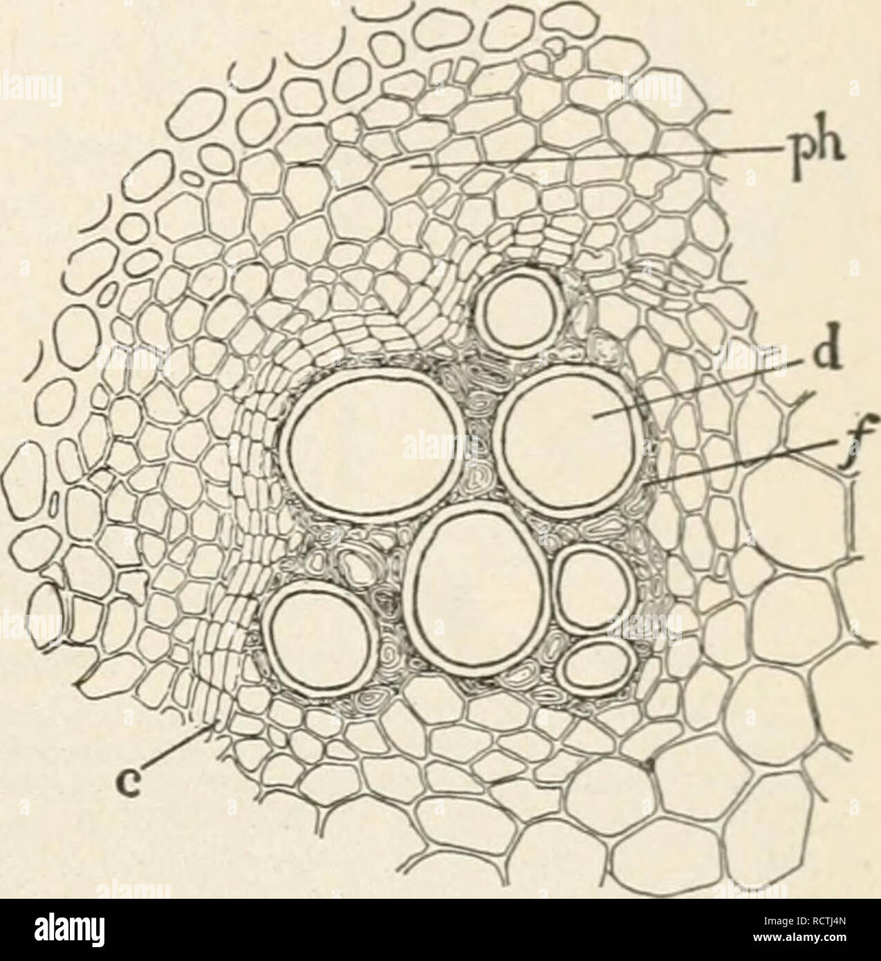 . Elements of biology; a practical text-book correlating botany ...