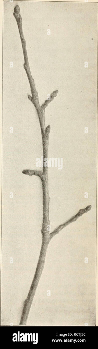 Human markings on a tree hi-res stock photography and images - Alamy