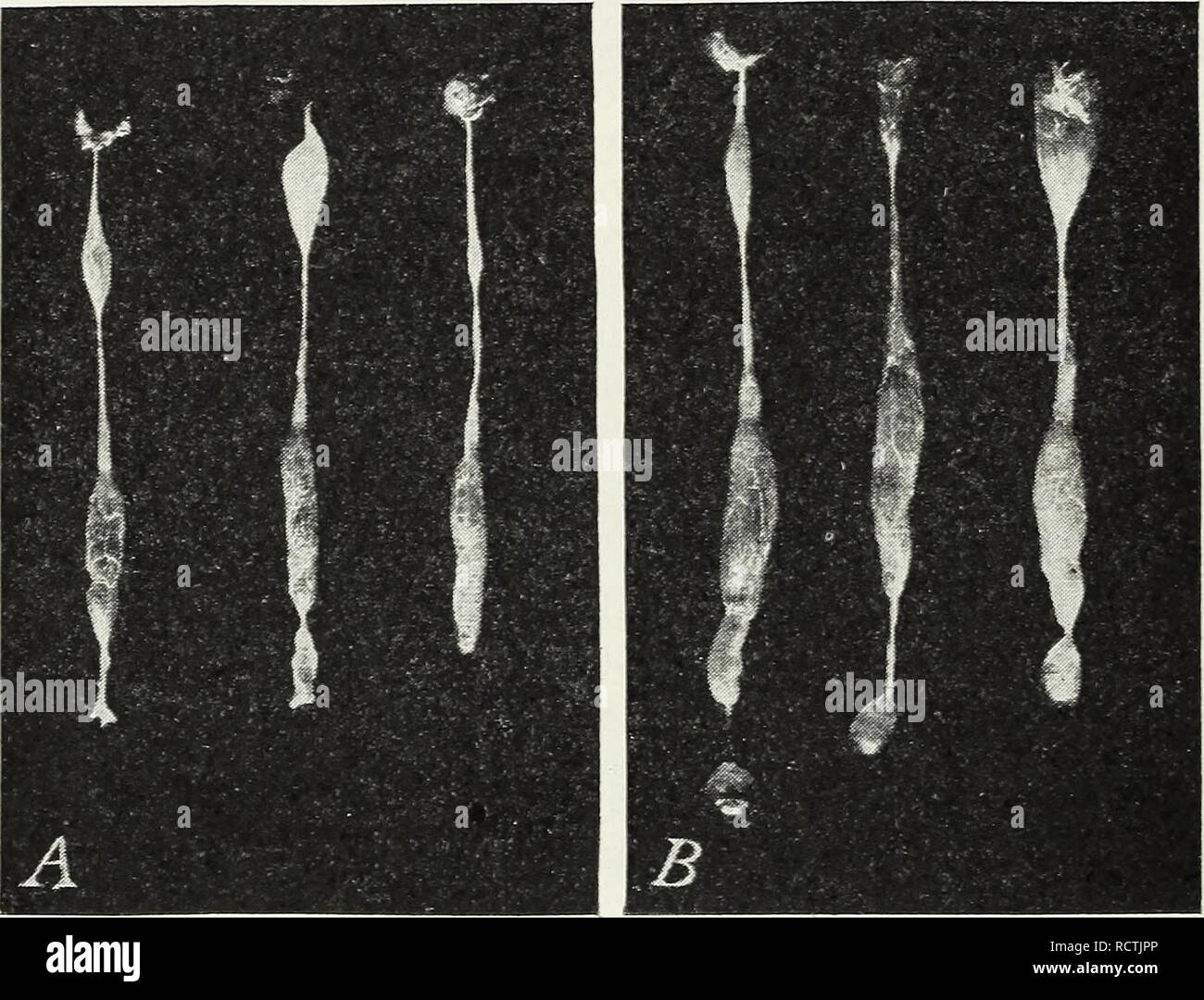 . Diagnosing bee diseases in the apiary. Bees Diseases Diagnosis. 26 ...