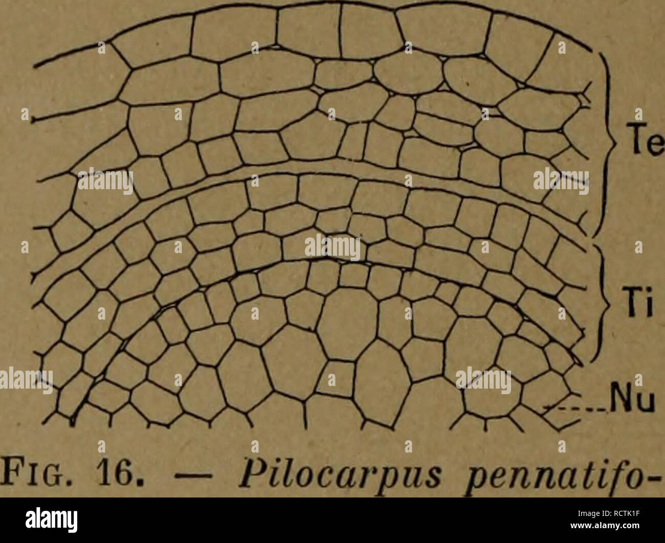 Pennatifolius hi-res stock photography and images - Alamy