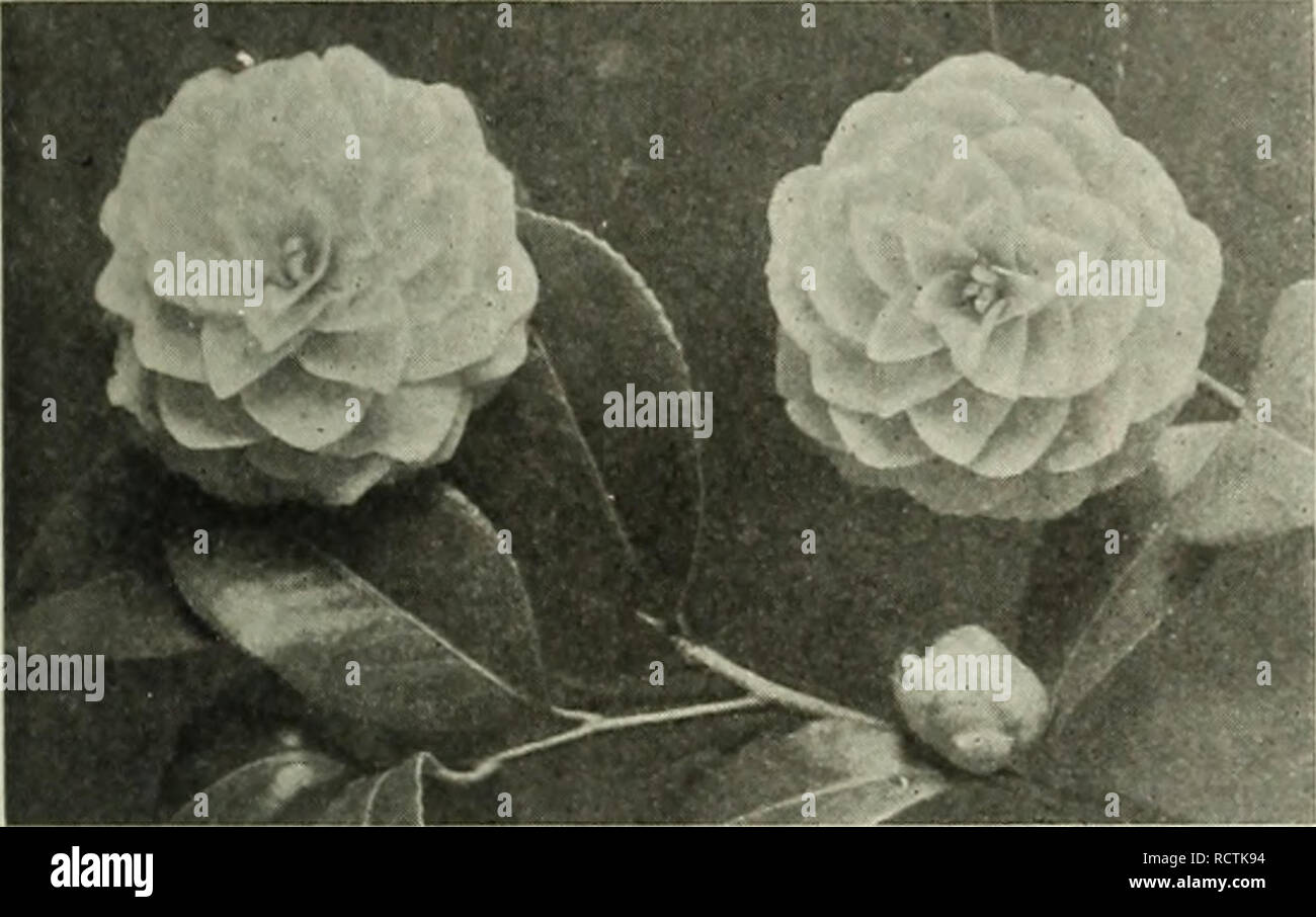 . Descriptive illustrated catalog of dependable fruit and ornamental ...