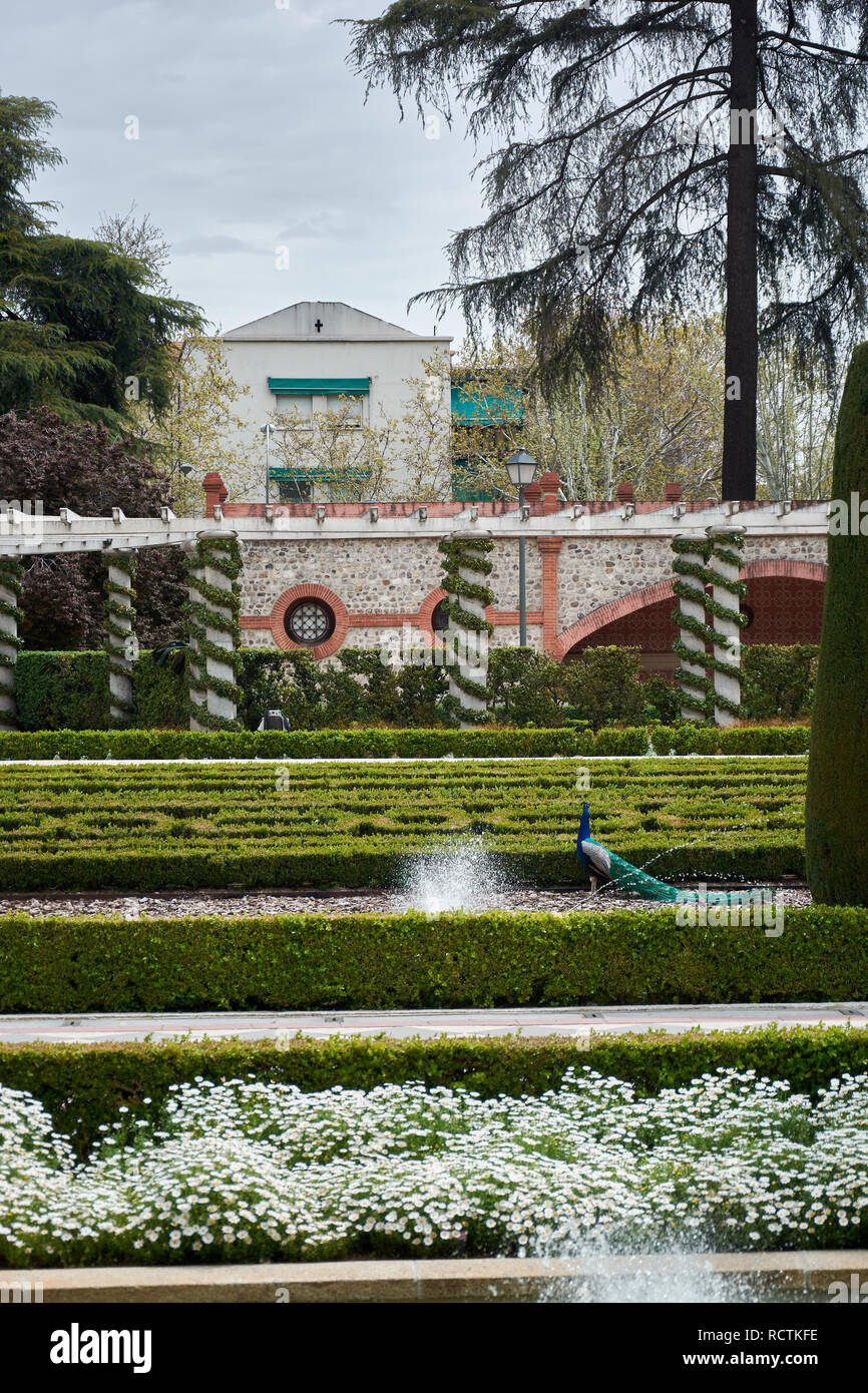 Adult peacock standing at the beautiful Gardens of Cecilio Rodriguez ...