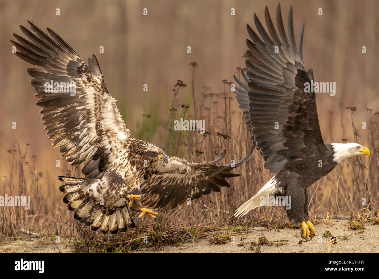 Two Bald Eagles (Haliaeetus leucocephalus) battle over territory and ...