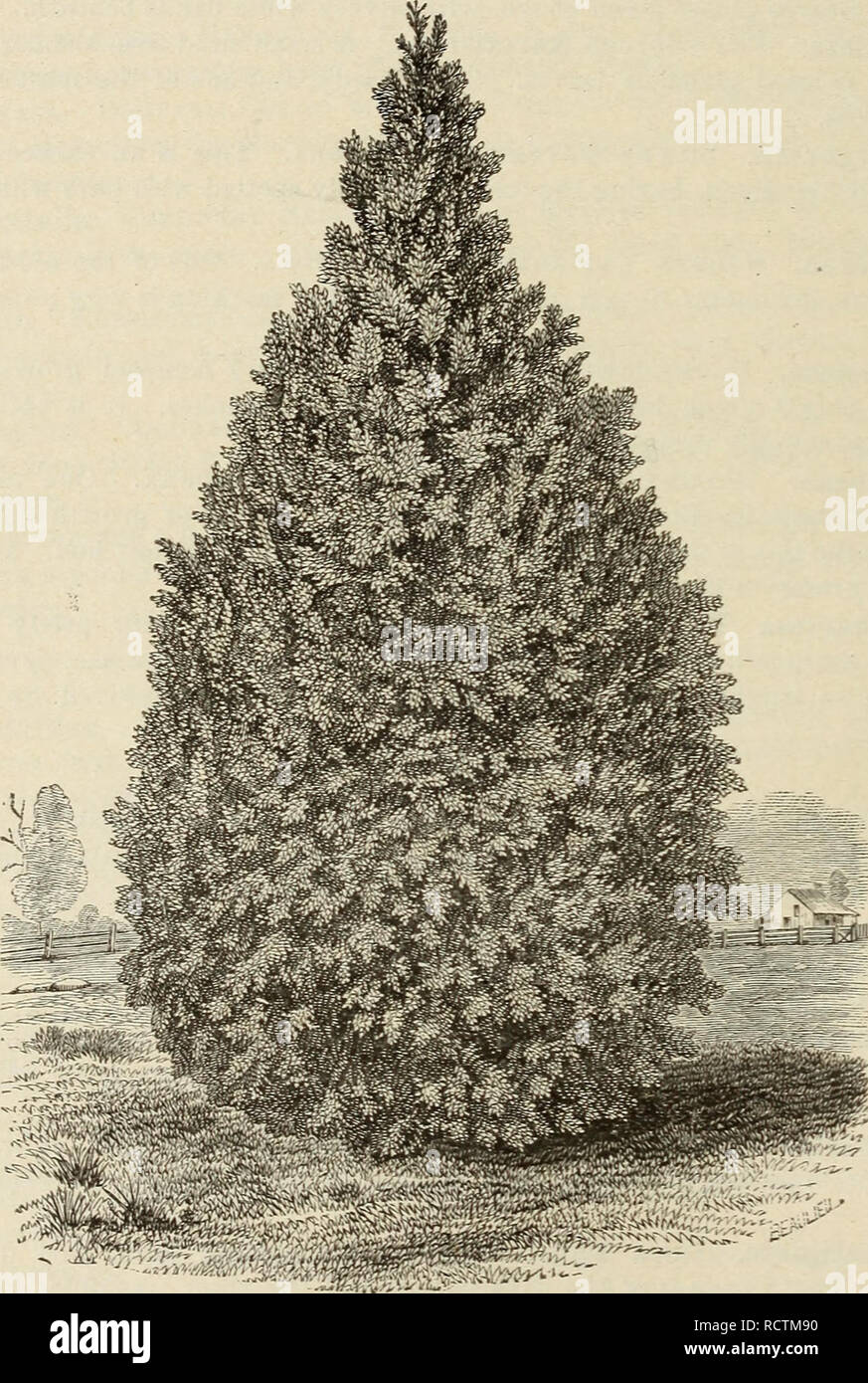 . Descriptive catalogue of ornamental trees, flowering shrubs, vines ...