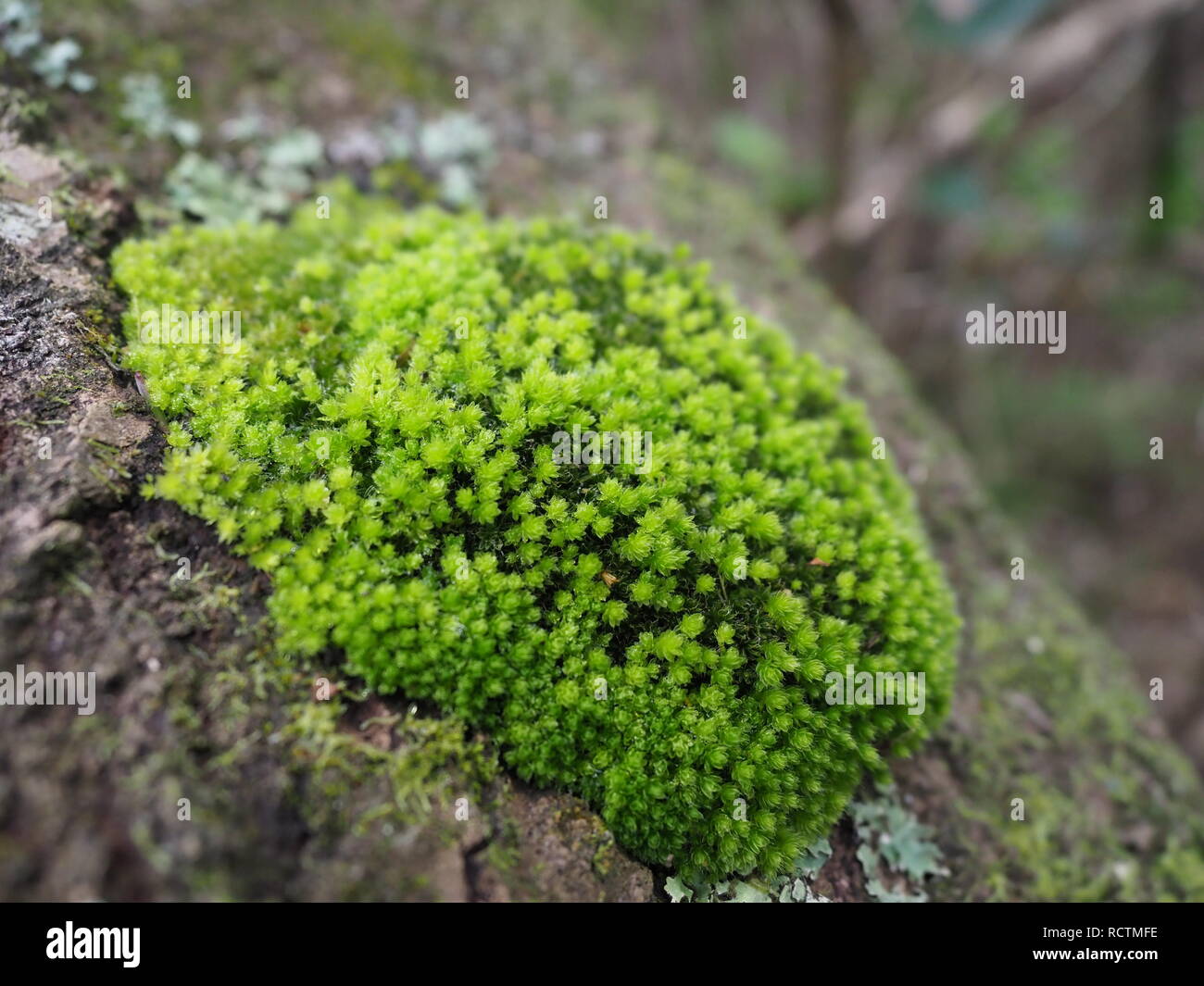 Moss clump growing on a tree trunk Stock Photo - Alamy