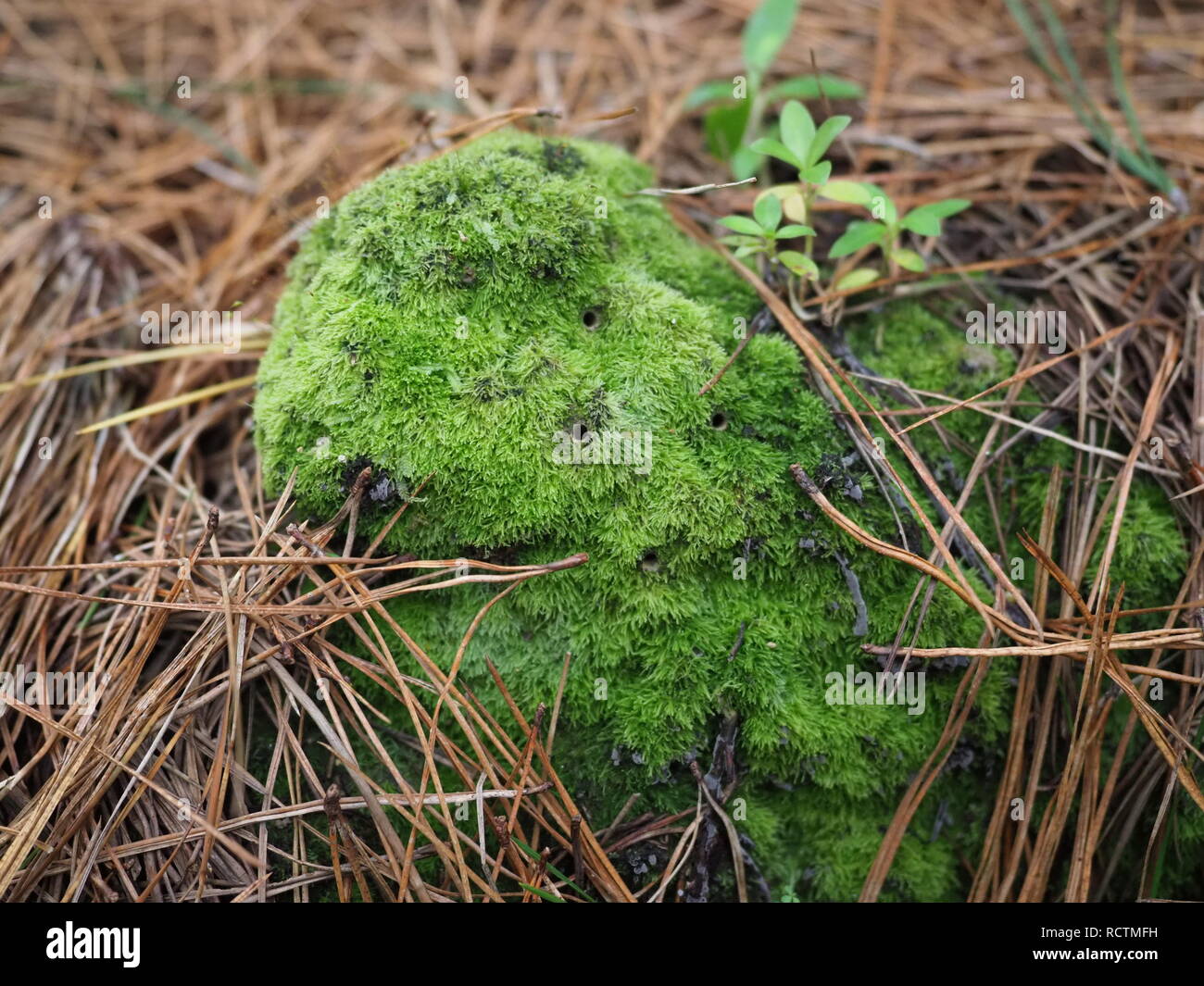 Moss covered clay lump with insect holes/burrows Stock Photo - Alamy