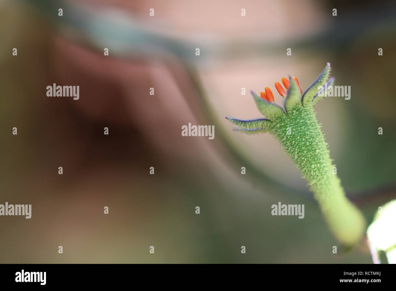 Kangaroo Paw flower - Anigozanthos Stock Photo - Alamy