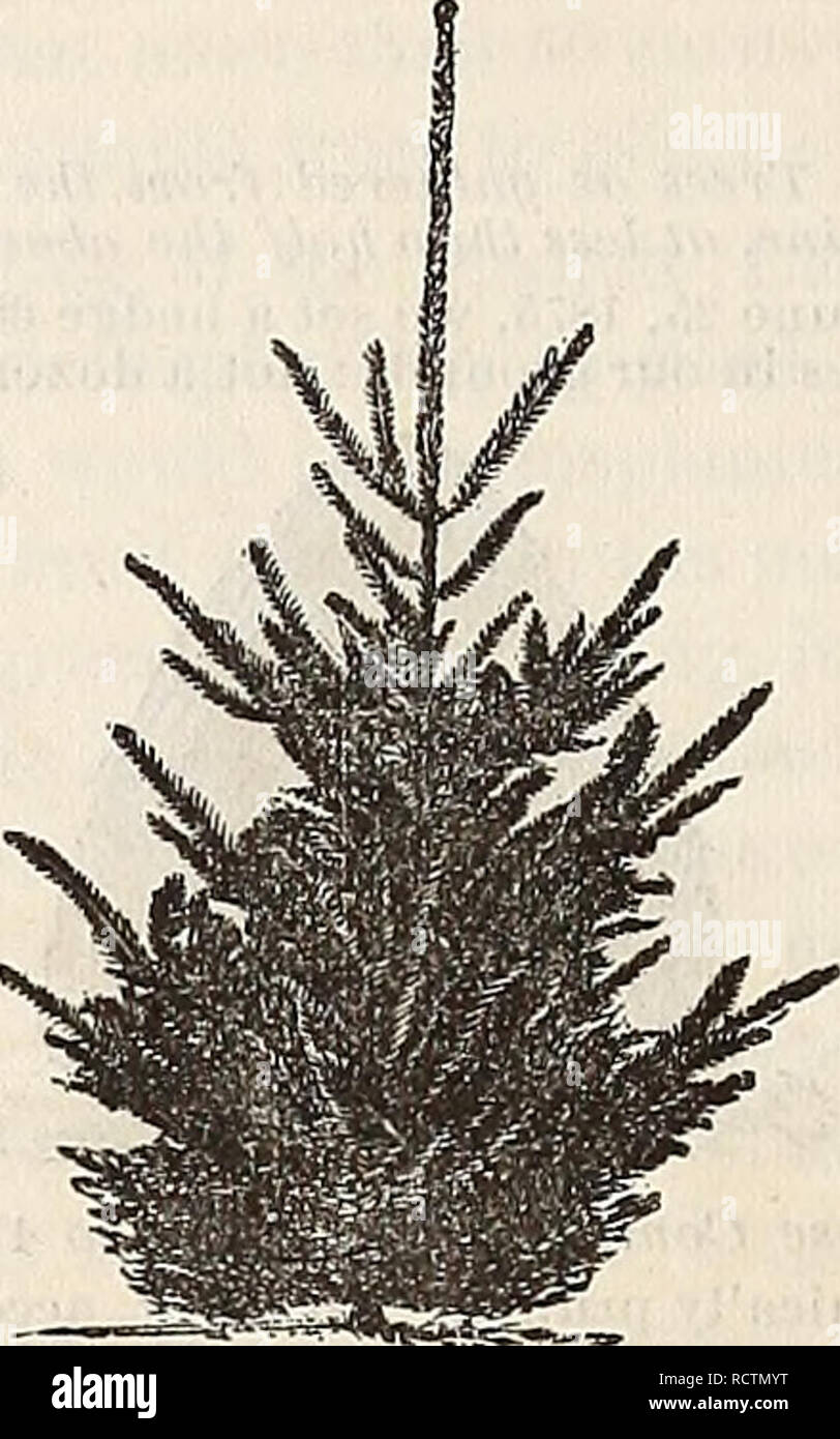 100 foot fir trees hi-res stock photography and images - Alamy