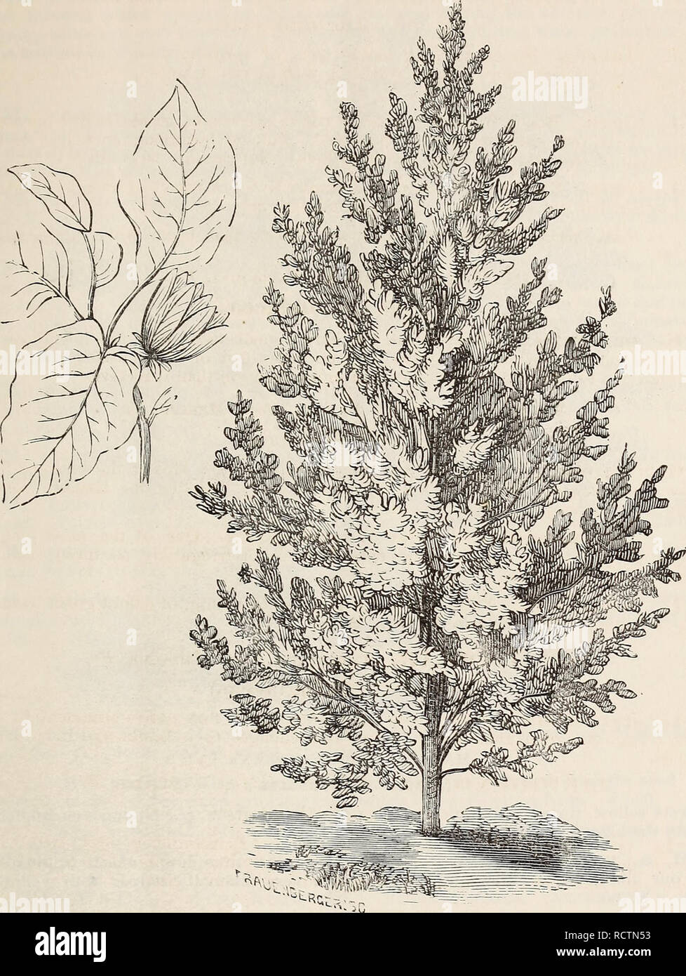 Loading trees shrubs hi-res stock photography and images - Alamy