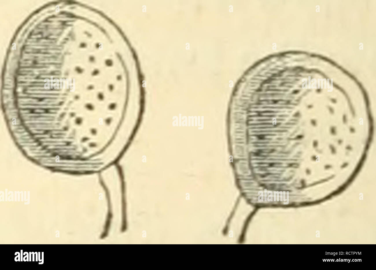 Fungal Spore Shapes