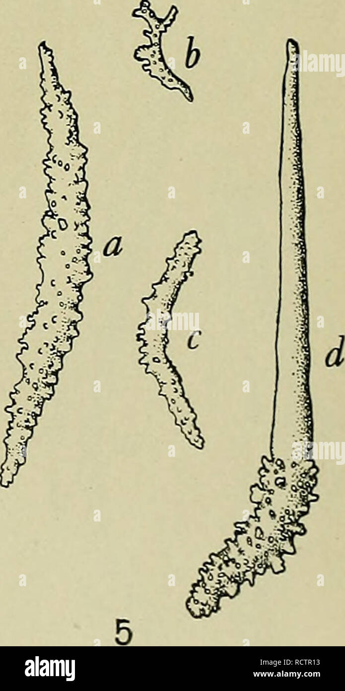 . Descriptions of the Alcyonaria collected by the U.S. Fisheries ...