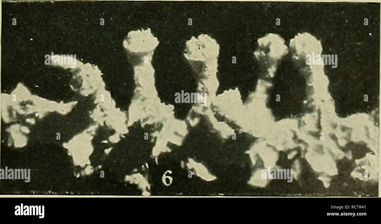 . Descriptions of the Alcyonaria collected by the U.S. bureau of ...