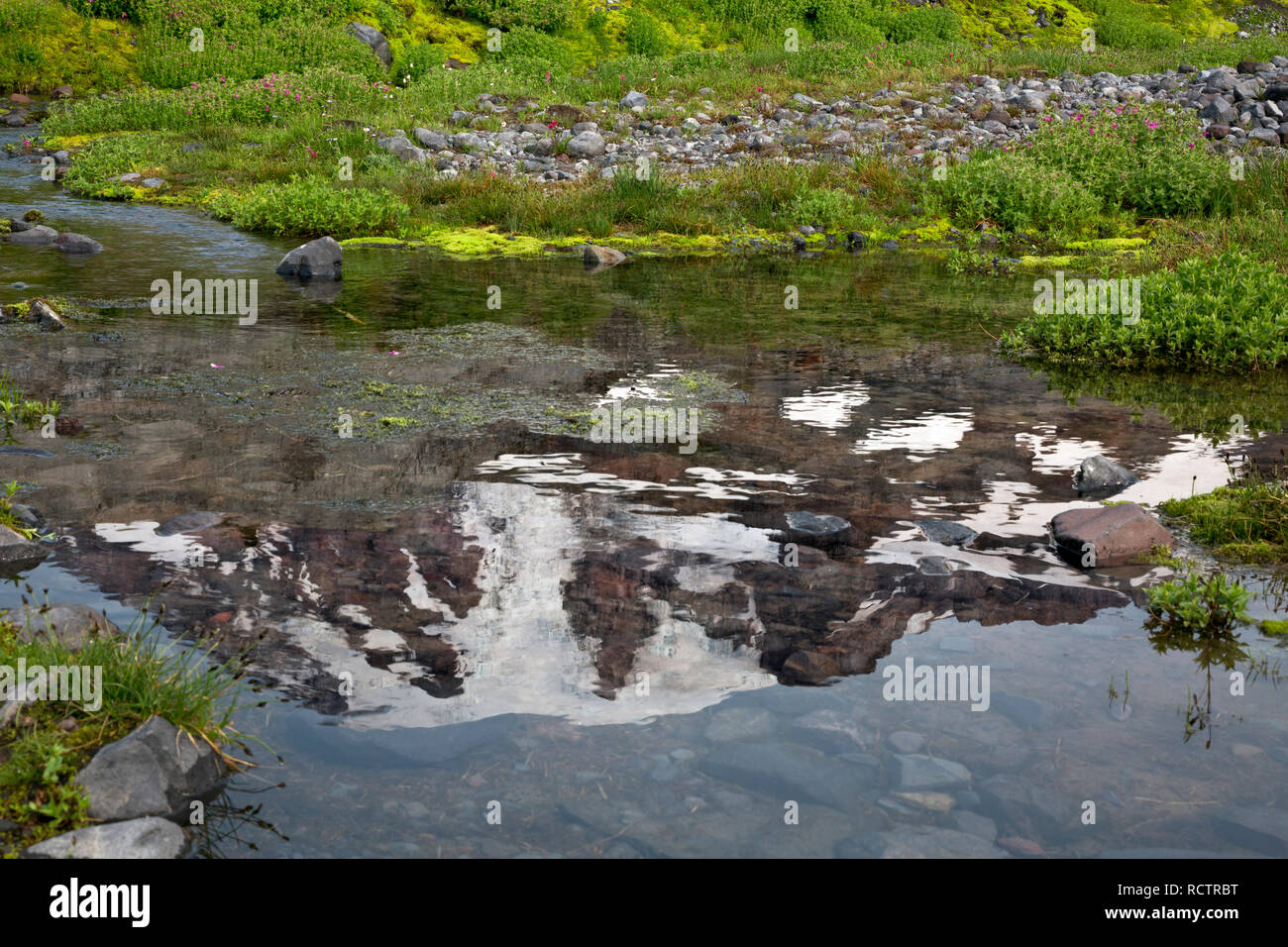 WA15767-00...WASHINGTON - Mount Rainier reflecting in a small stream ...