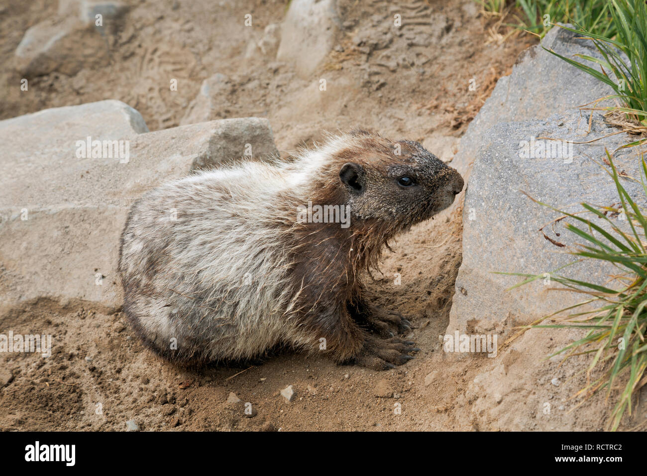 Marmot Basin High Resolution Stock Photography and Images - Alamy