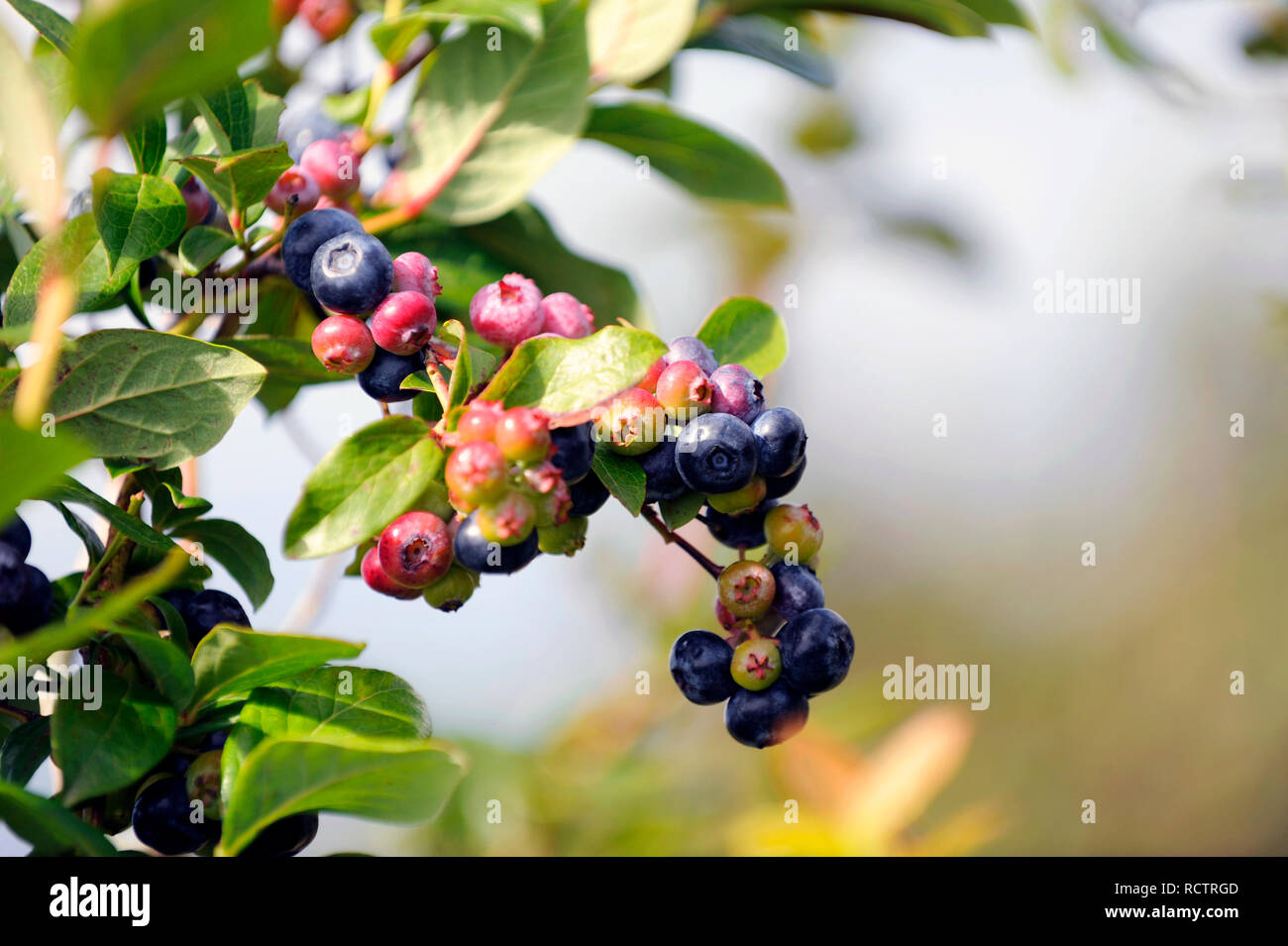 Blueberry Farm in New Zealand Pick your own Stock Photo - Alamy