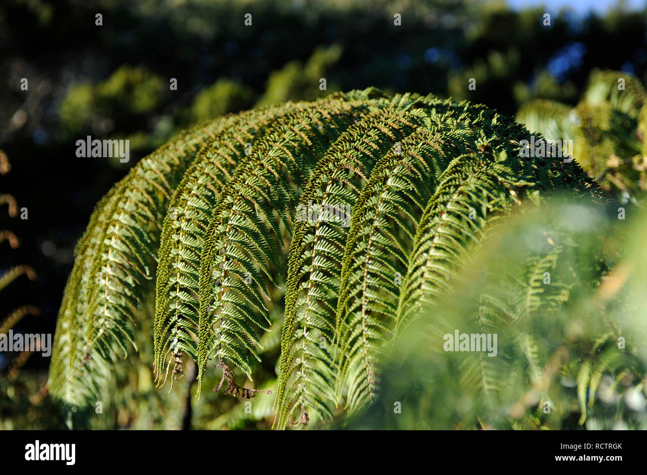 Maori koru pattern hi-res stock photography and images - Alamy
