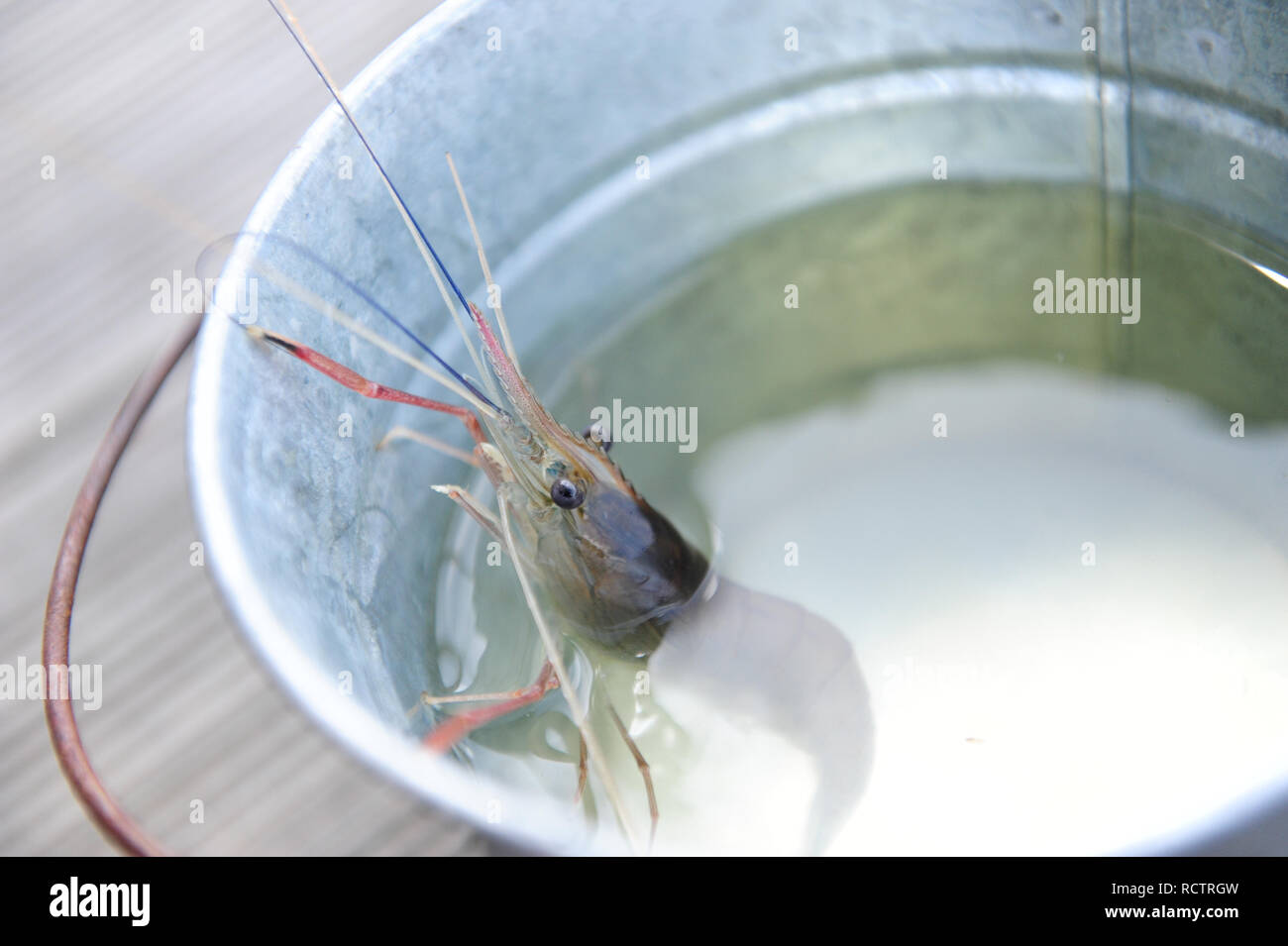 Prawning hi-res stock photography and images - Alamy