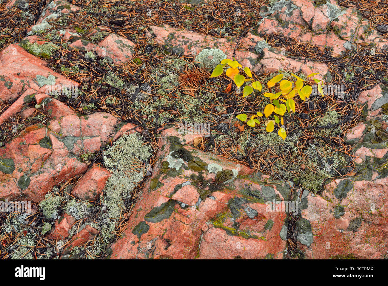 Canadian shield granite outcrops hi-res stock photography and images ...
