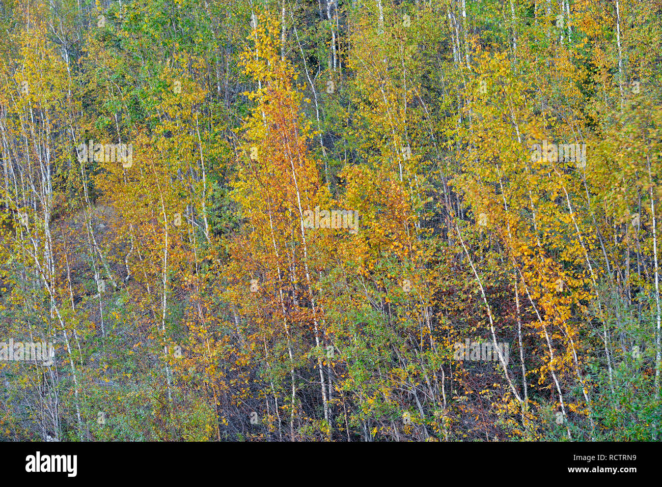 Aspen trees in early autumn colour, Yellowknife, Northwest Territories ...