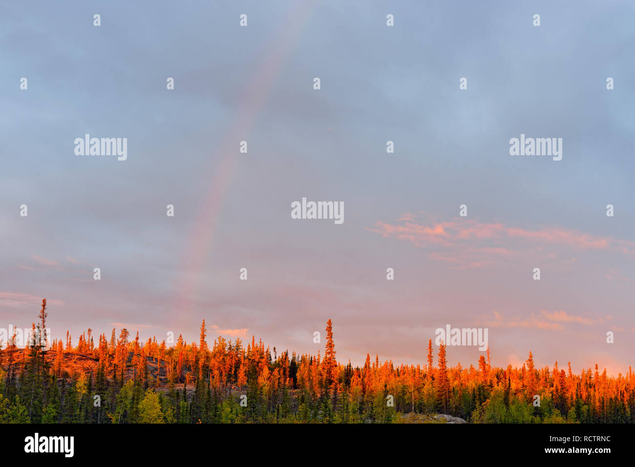 Canada boreal hi-res stock photography and images - Alamy
