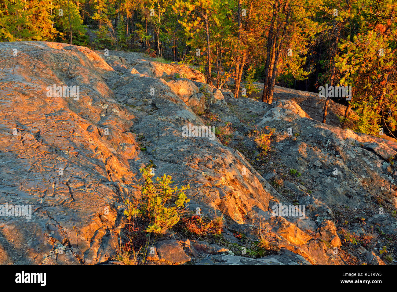 Granite rock outcrops and pine trees, Fred Henne Territorial Park ...