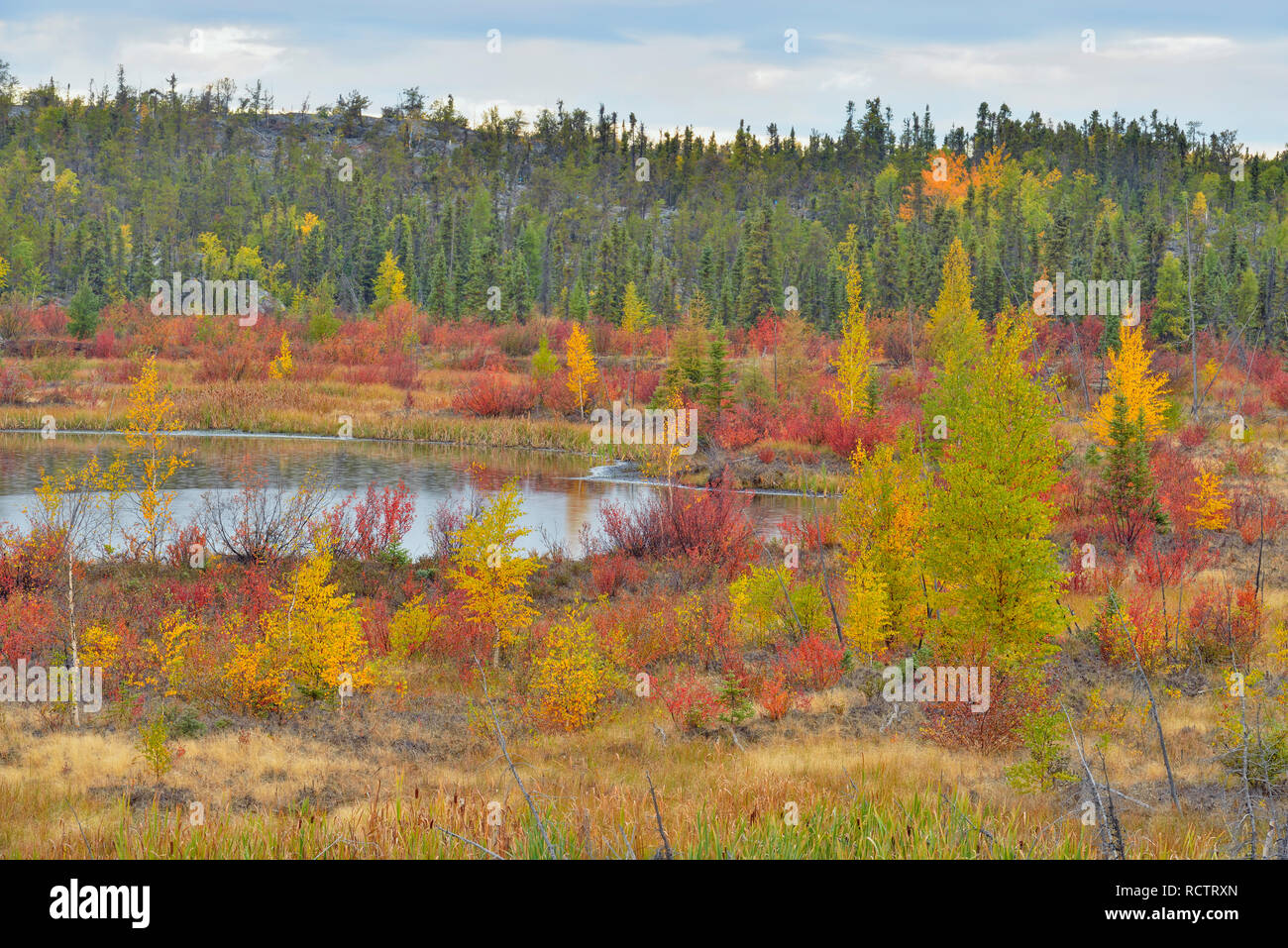 Autumn colour on dwarf birch and aspen, Yellowknife, Northwest ...