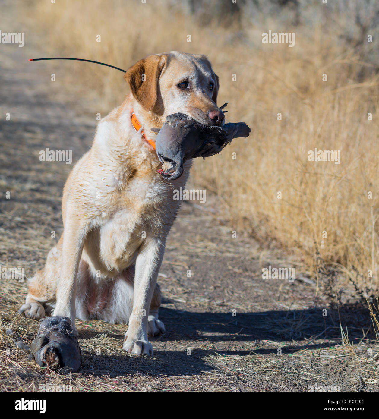 Labrador retriever dog pet hi-res stock photography and images - Alamy