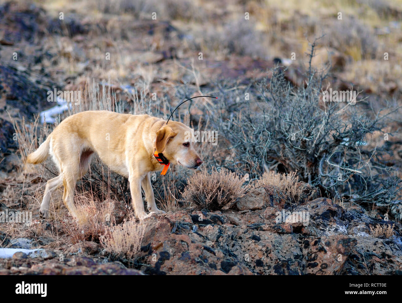 Pale Yellow Labrador Retriever High Resolution Stock Photography and ...