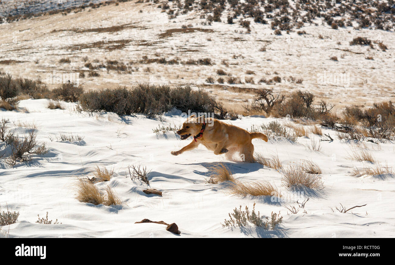 Lab retriever dog hi-res stock photography and images - Alamy