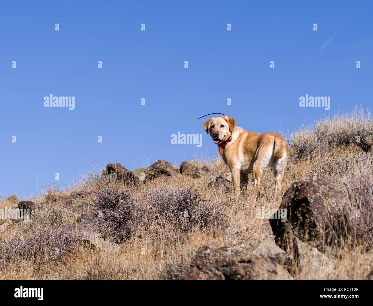 Pale yellow labrador retriever hi-res stock photography and images - Alamy