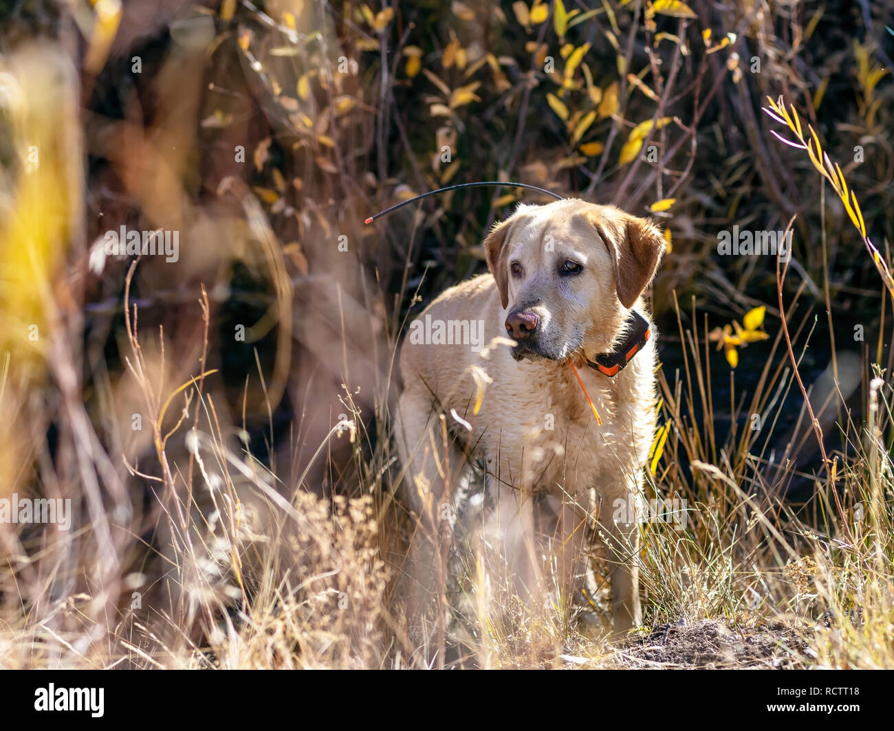 Pale Yellow Labrador Retriever High Resolution Stock Photography and ...