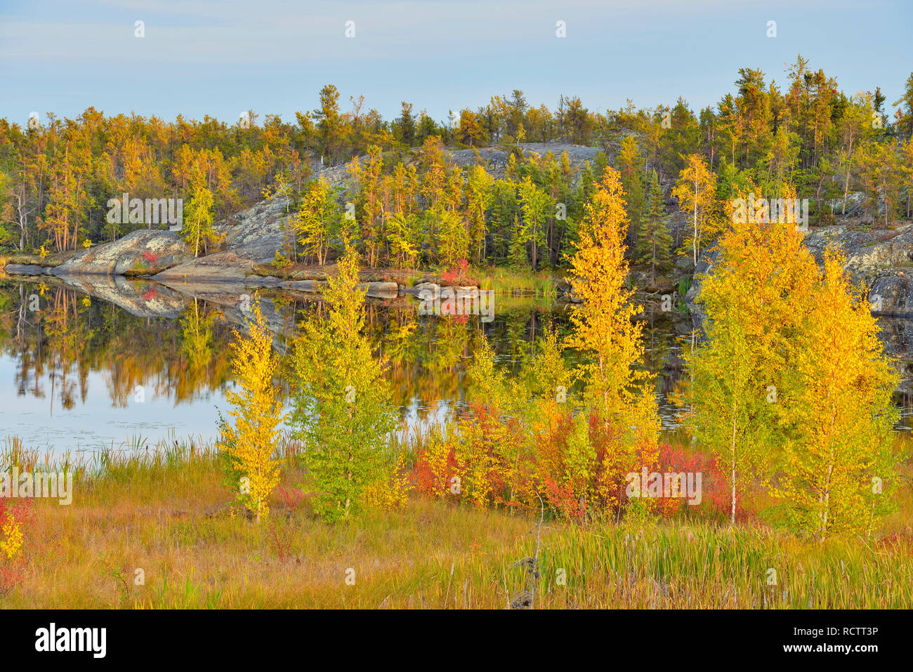Early autumn colour in aspen, larch, and dwarf birch, Yellowknife ...