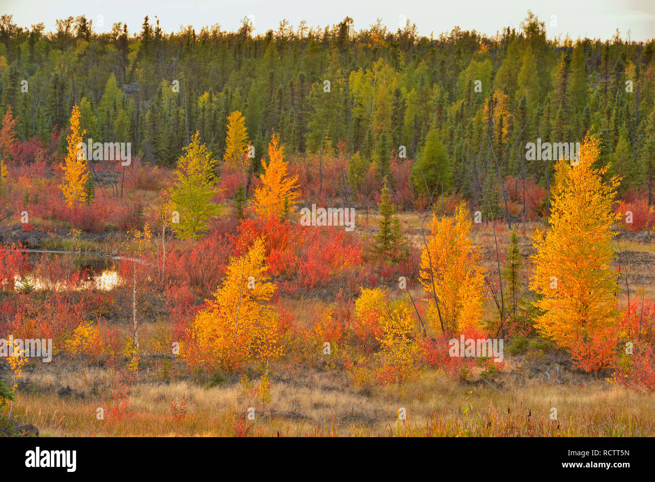 Early autumn colour in aspen, larch, and dwarf birch, Yellowknife ...