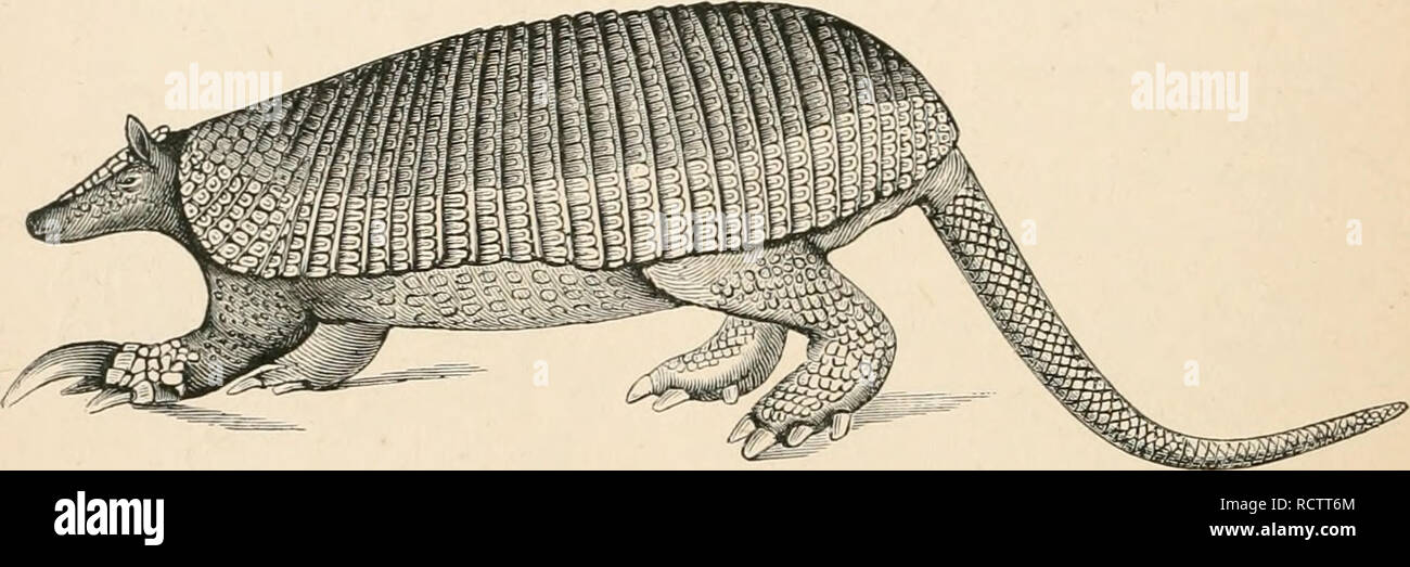 . Elementary text-book of zoology. Zoology. 30G MAMMALIA. are arranged ...