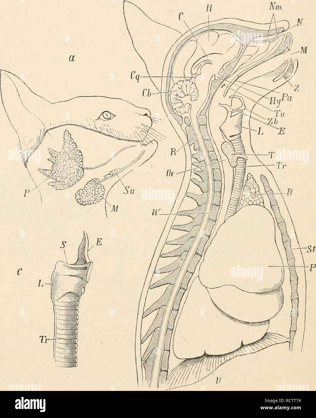 . Elementary text-book of zoology. Zoology. L'SS MAMMALIA. the boundary ...