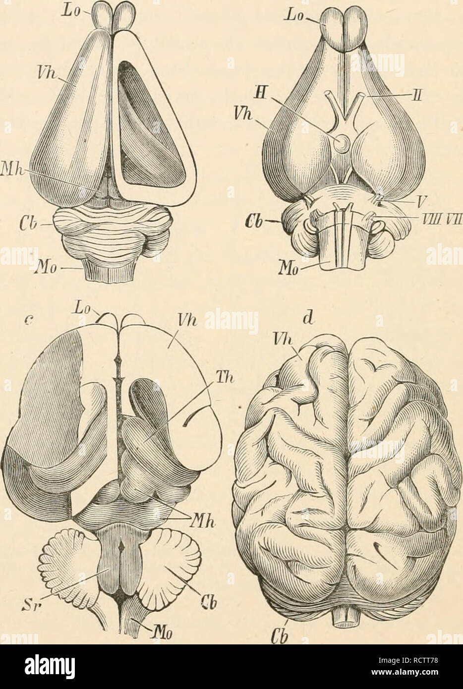 . Elementary text-book of zoology. Zoology. 282 MAMMALIA. The nervous ...
