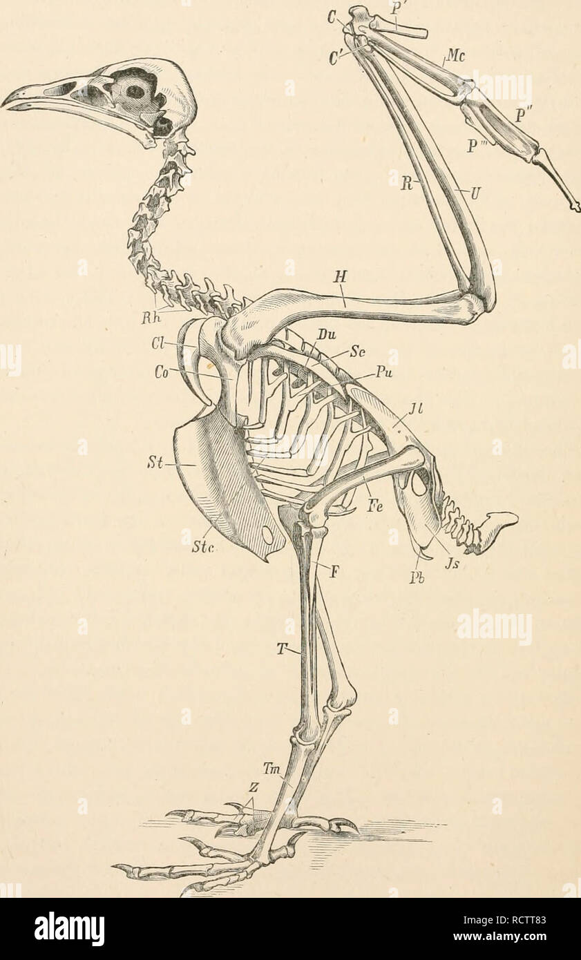 Scapula pig hi-res stock photography and images - Alamy